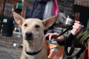 What is a "Baladi" dog? - Zani's Furry Friends