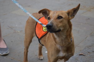 What is a "Baladi" dog? - Zani's Furry Friends