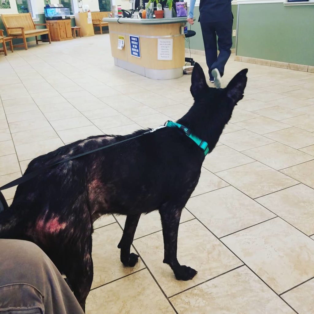 Happy Tails: Toth - a Brave Survivor - Zani's Furry Friends