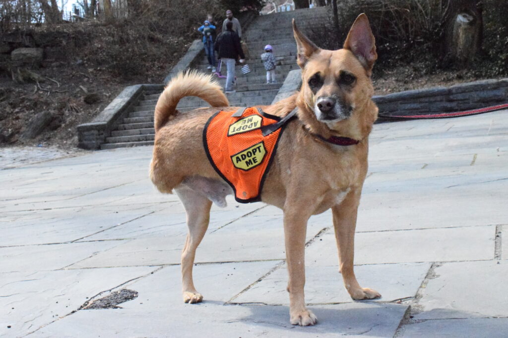 Was sind puerto-ricanische Sato-Hunde? | Zani's Furry Friends | Trend ...