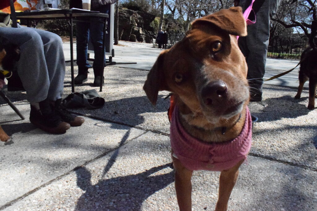 What is a “Sato” dog? - Zani's Furry Friends